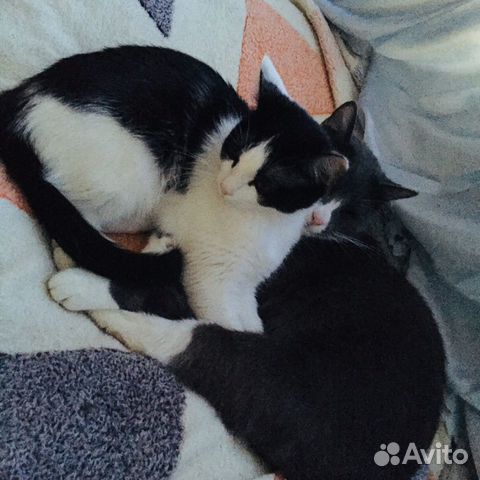 Кот и кошка в добрые руки