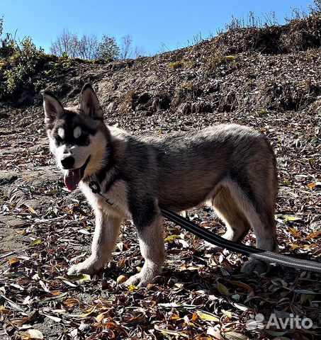 Шикарный парень хаски