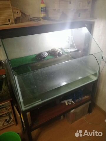 Красноухие черепахи в хорошие руки