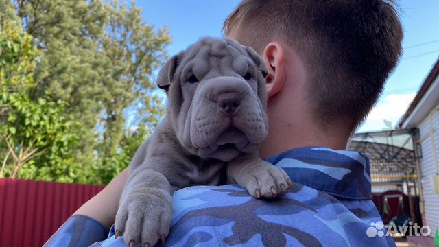 Малыши Шарпея разного окраса