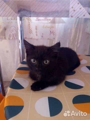 Котенок Мия в добрые руки