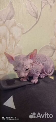 Донской сфинкс