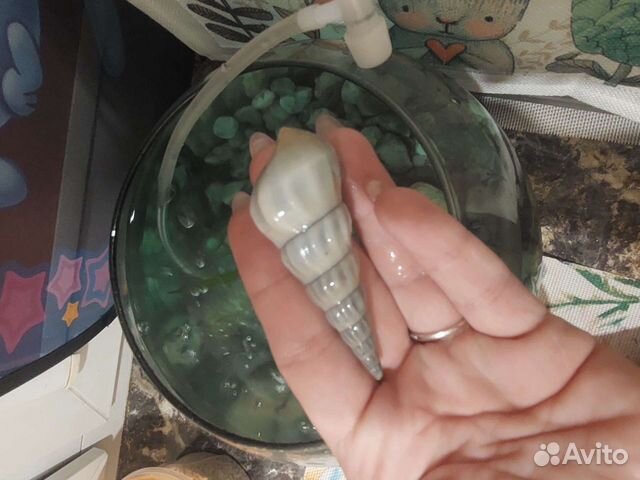 Улитка геркулес