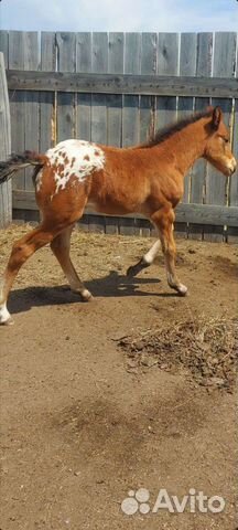 Лошадь чубарая