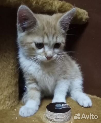 Котёнок Рика из помёта Ропшики
