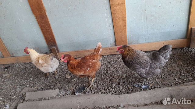 Инкубационное яйцо от домашних кур