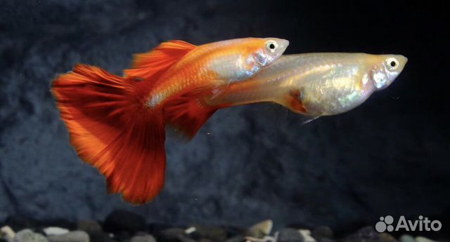 Бесплатно гуппи красный блондин обмен