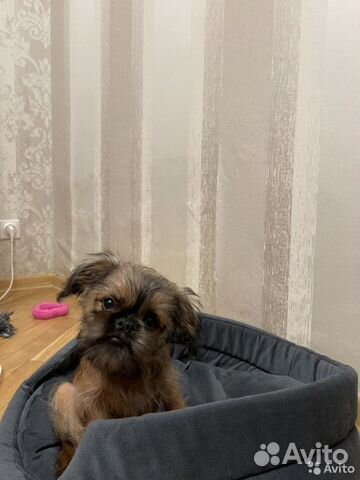 Бельгийский гриффон