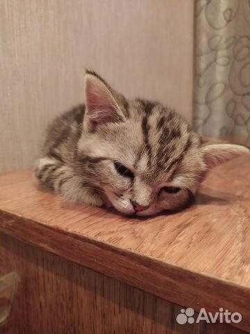 Отдам котёнка в добрые руки