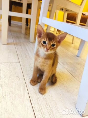 Абиссинские котята