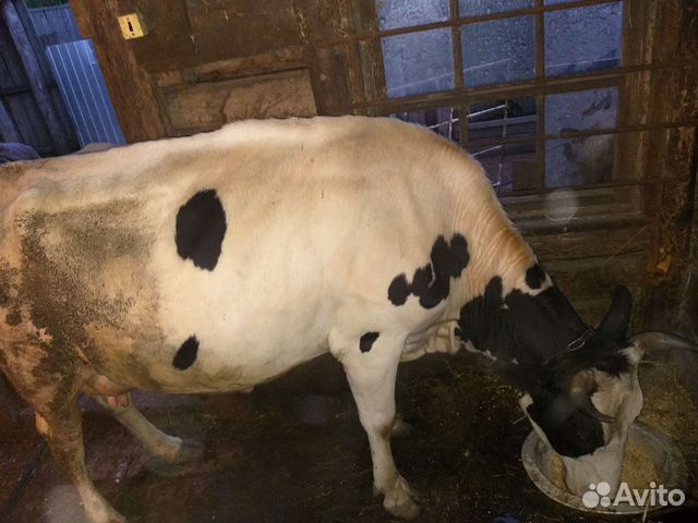 Корова дойная