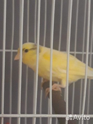 Канарейки самка