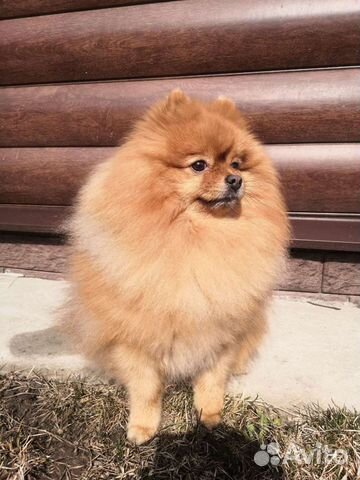 Немецкий шпиц вязка