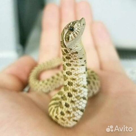 Свиноносных ужи, пара, 1,5 года