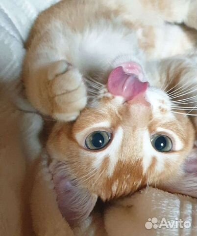 Кому рыжее счастье в любящие руки