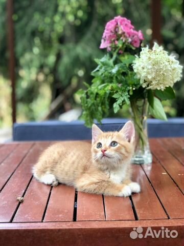 Рыжая девочка