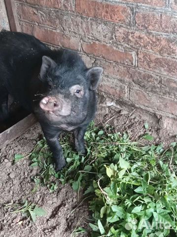 Вьетнамский вислобрюхий хряк