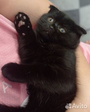 Шотландская плюшевая кошечка