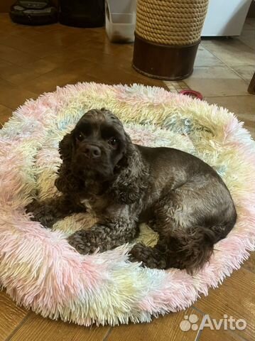 Американский кокер спаниель