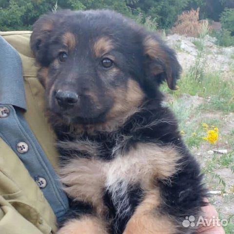 Щенок девочка 2.5 мес