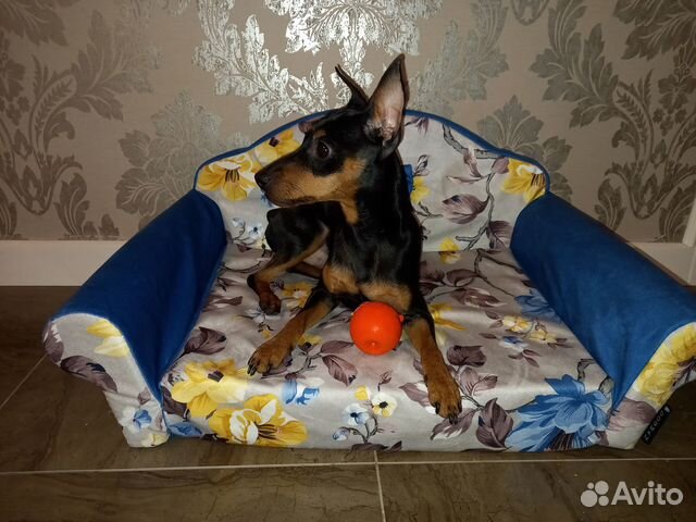 Цвергпинчер в добрые руки