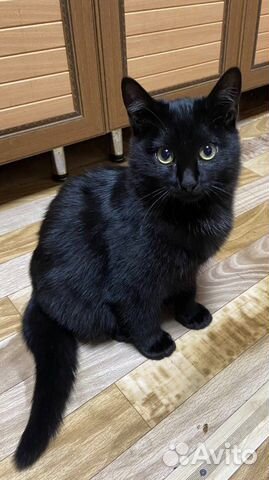 Котеечки в добрые руки