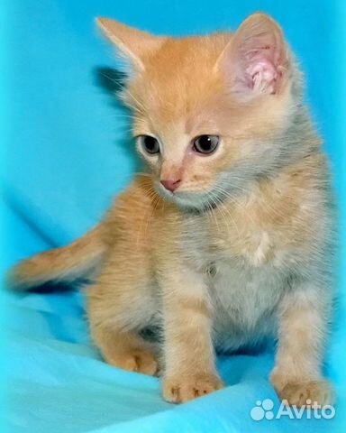 Котенок рыжий 1,5 мес. ищет дом