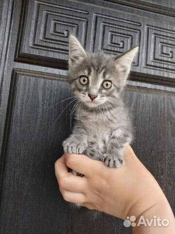 Котята- крысоловы