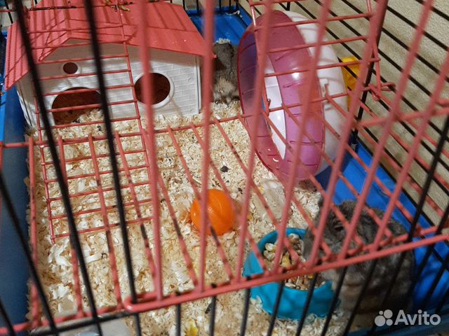 Джунгарский хомяк