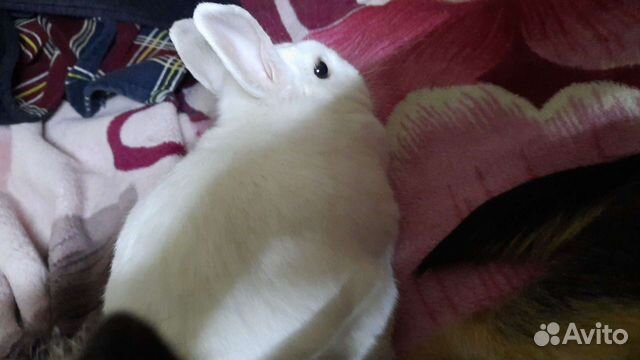 Декоративные кролики