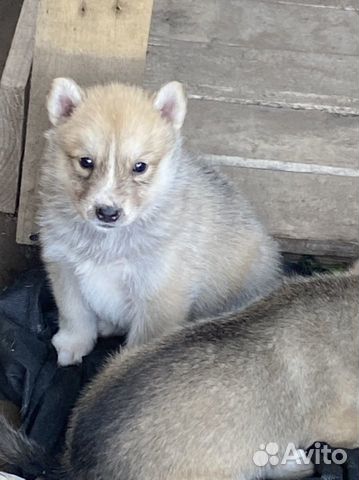 Щенки хаски в добрые руки