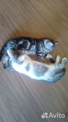 Котята в добрые руки приучены к лотку