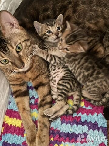 Бенгальские котята