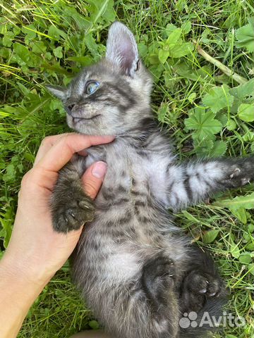 Марсель дымчатый котенок