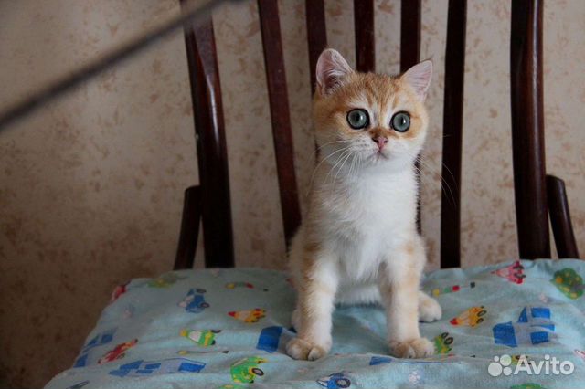 Мультик - котик золотая шиншилла