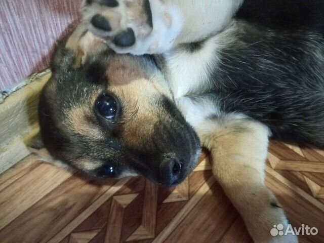 Собака