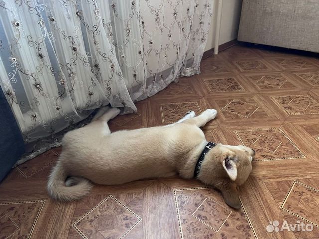 Отдам бесплатно в хорошие,добрые руки