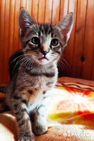 Котенок метис Русской голубой