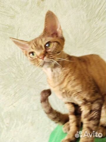 Котята девон-рекс