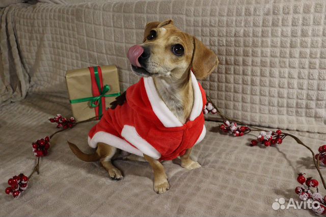 Вива ищет дом