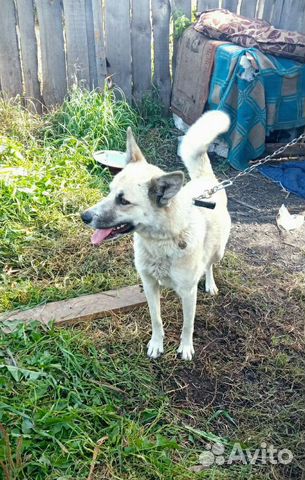 Собака метис лайки 1 год