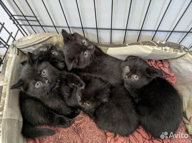 Черные котята в поисках нового дома