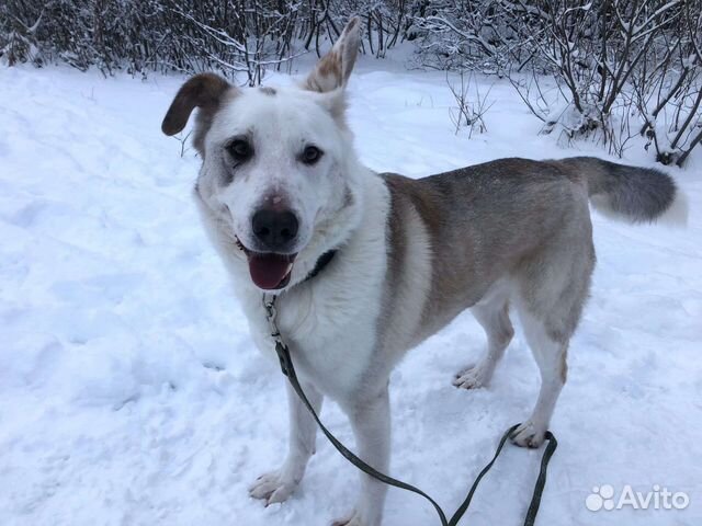 Крупная собака в добрые руки