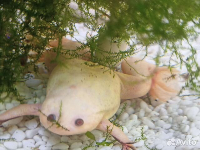 Лягушка шпорцевая