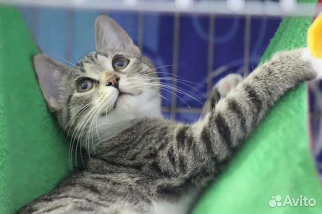 Котенок девочка Тиграша в дар 3 мес
