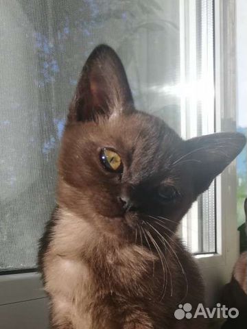 Кошка