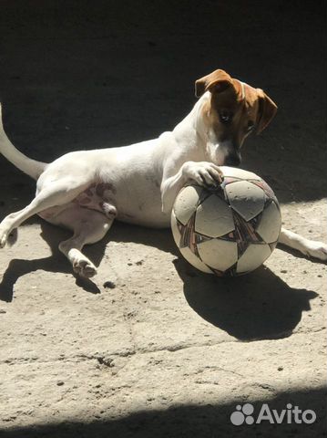 Собака в добрые руки отдам бесплатно