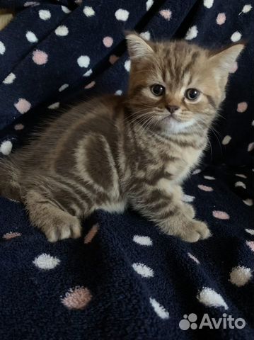 Шотландский котенок девочка