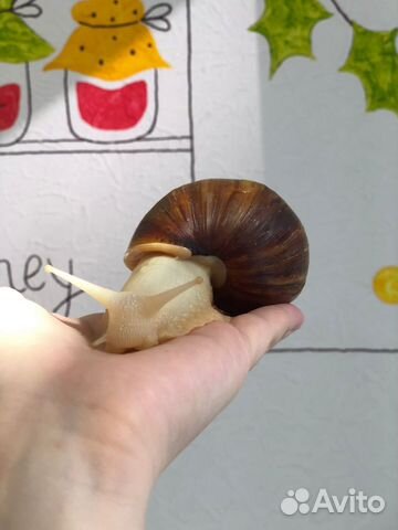 Улитка виноградная