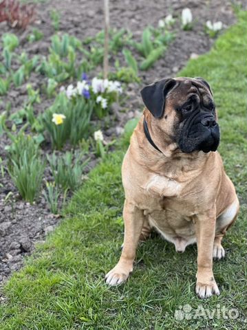 Бульмастиф